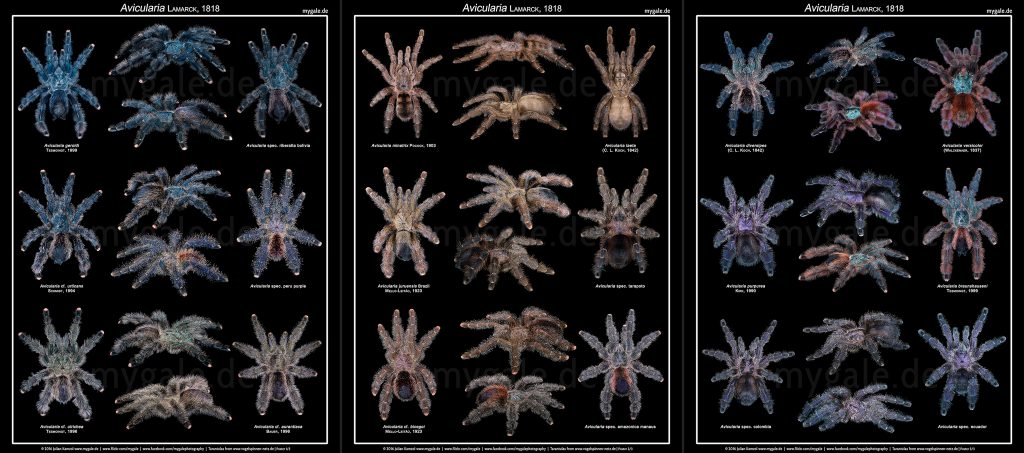 Aviculariinae Poster – mygale.de