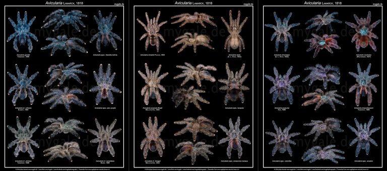 Aviculariinae Poster – mygale.de