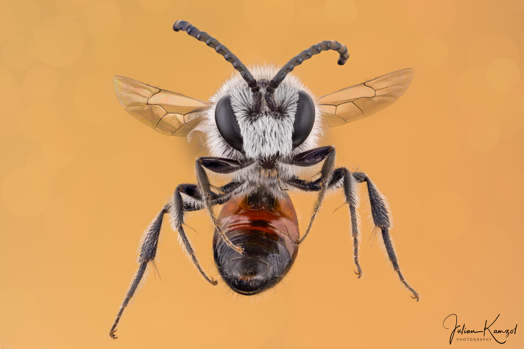 Bienen im Flug Serie – mygale.de