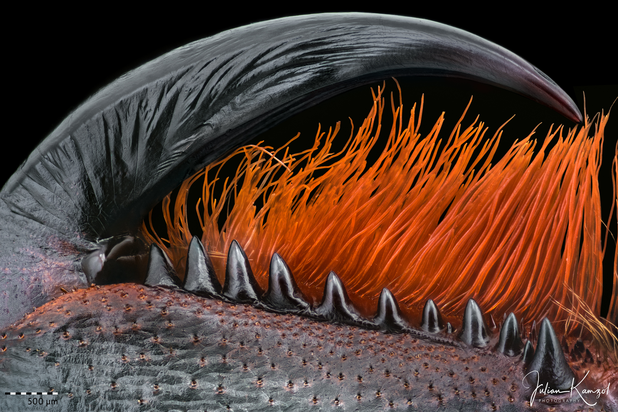 Tarantula fang (Chelicere) – mygale.de