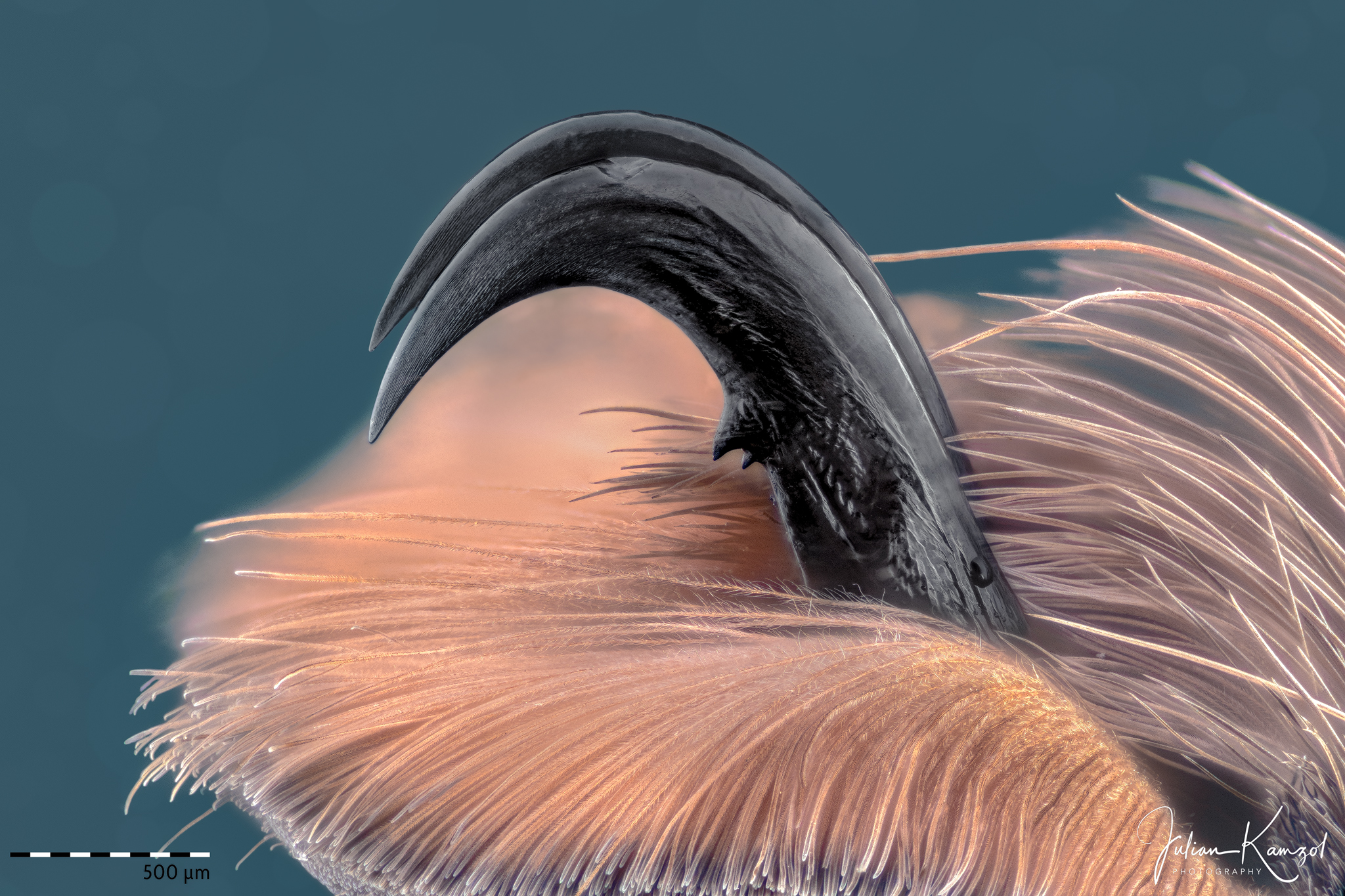 Tarantula Tarsal Claws – mygale.de