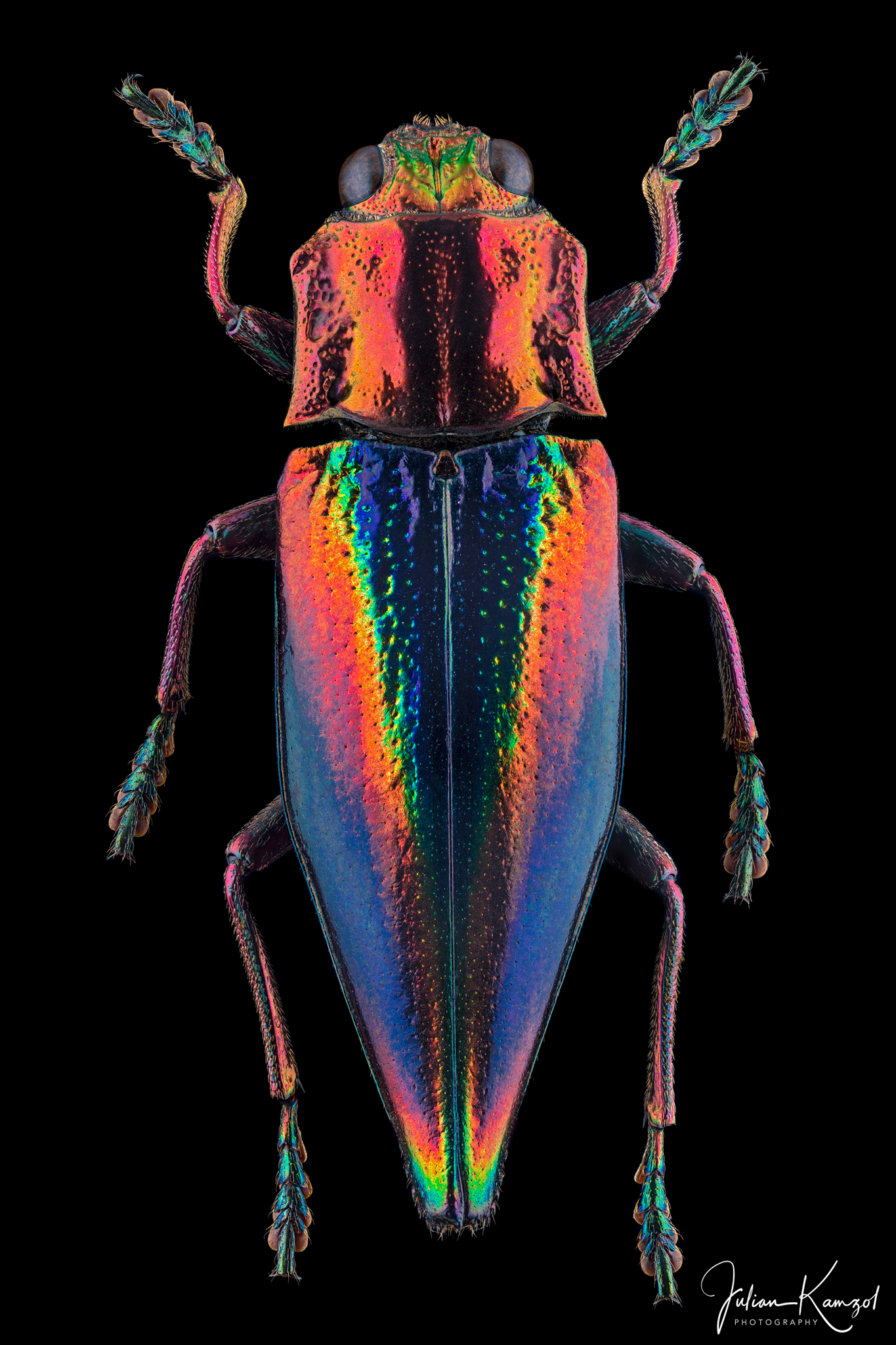 Insects of the World – mygale.de