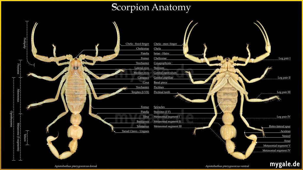 Scorpion Anatomy (DE/EN) – mygale.de